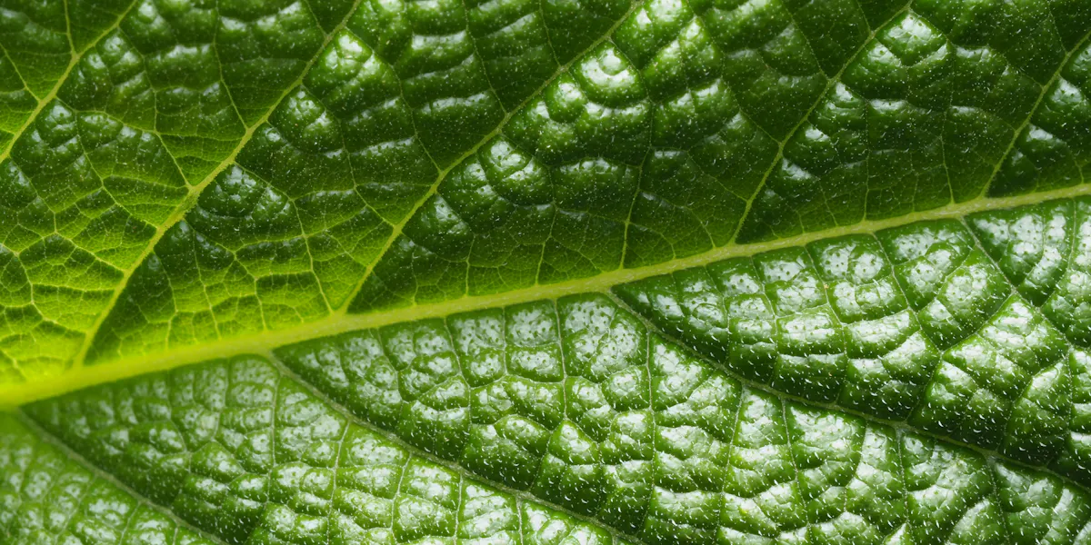 What Does Chlorophyll Do for Your Body? | medino