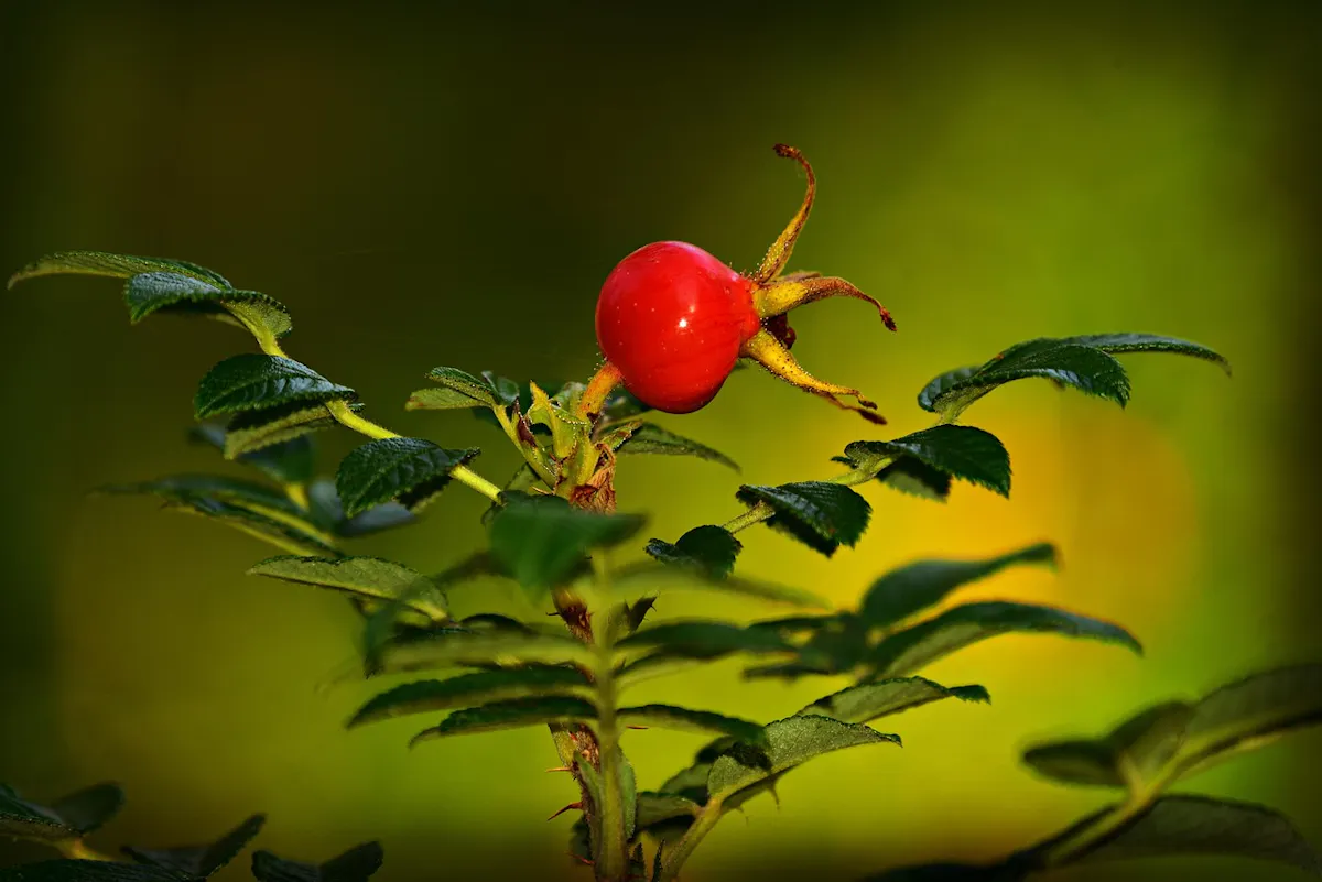 Rose hips | medino