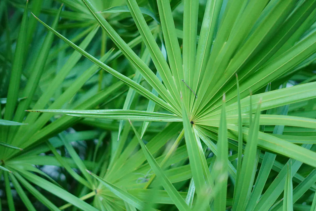 Saw palmetto | medino